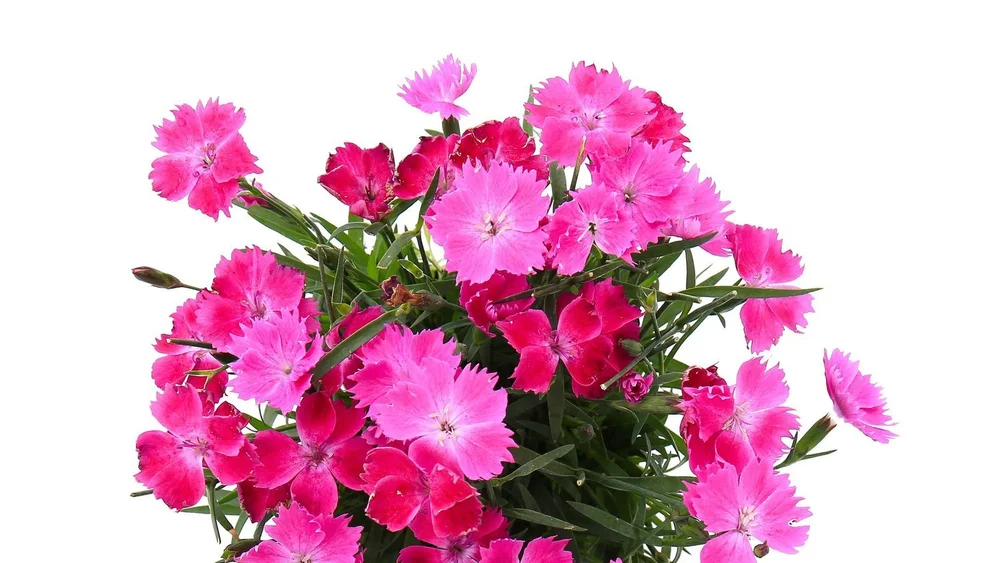 Dianthus Care Guide - How to Grow and Care for Perennial Dianthus ...