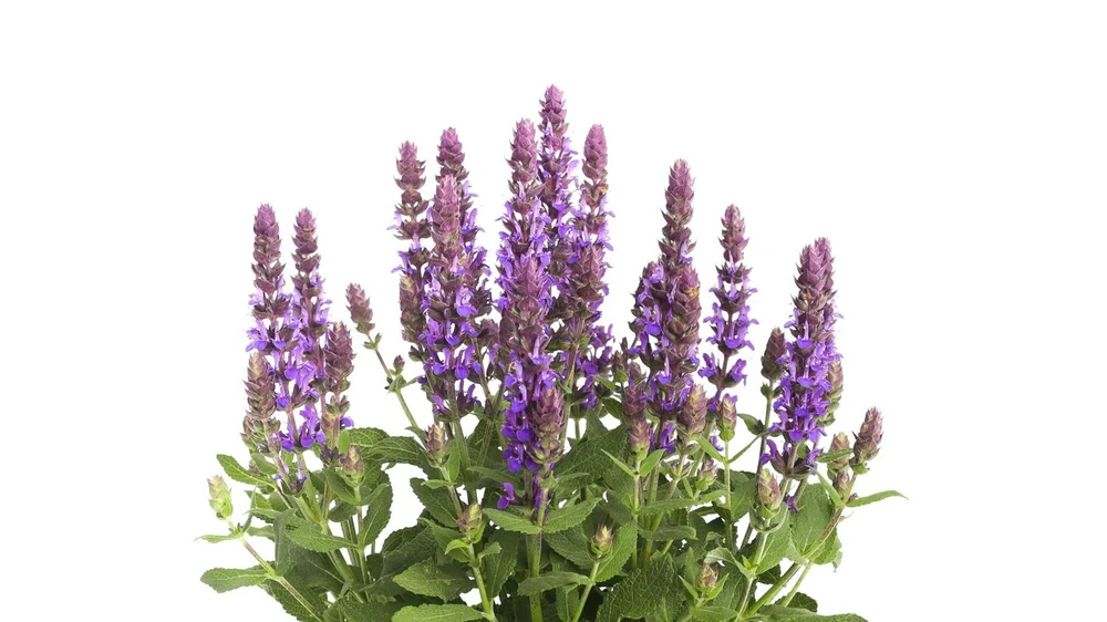 Salvia Care Guide - How to Grow and Care for Salvia nemorosa — Plants ...