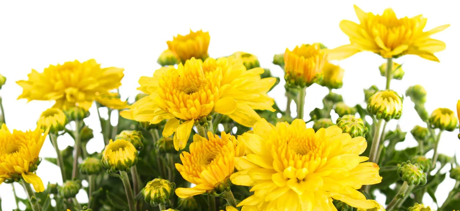 Garden Mum Care Guide - How to Grow and Care for Garden Mums — Plants ...