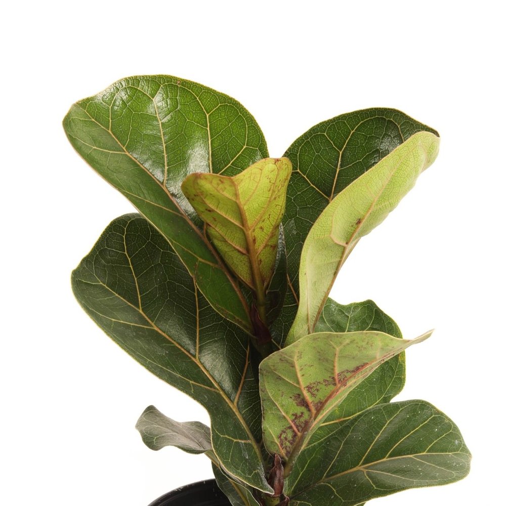 Ficus Lyrata — Plants by Post