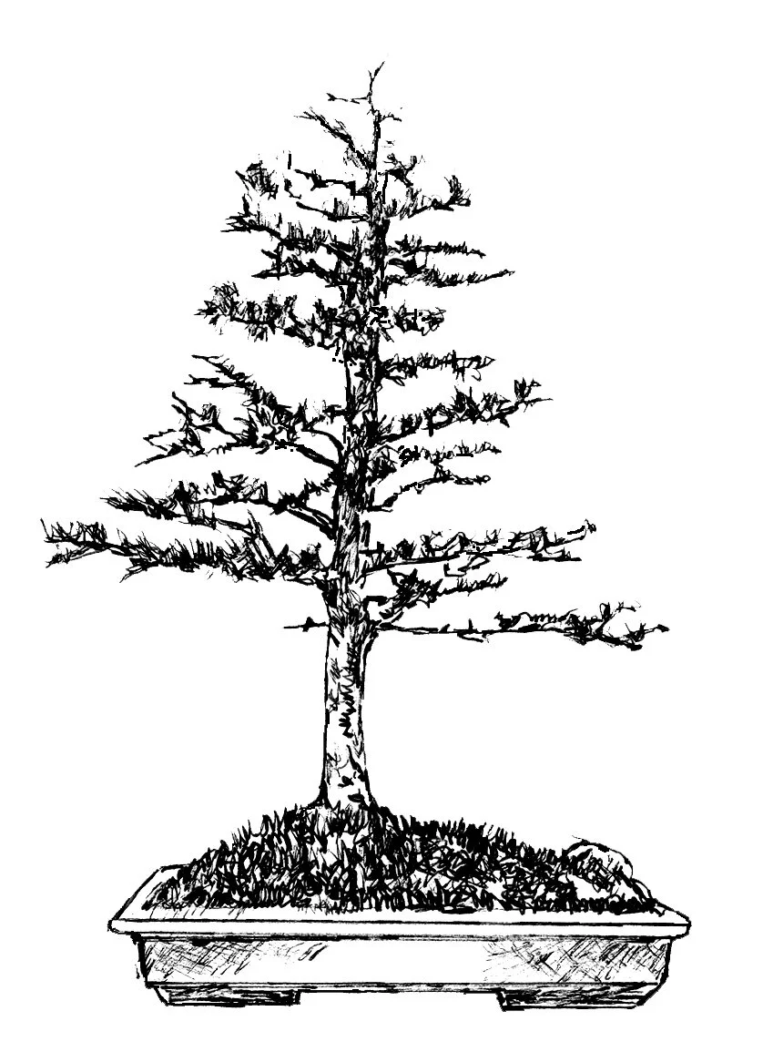 Bonsai Facts — The Pennsylvania Bonsai Society