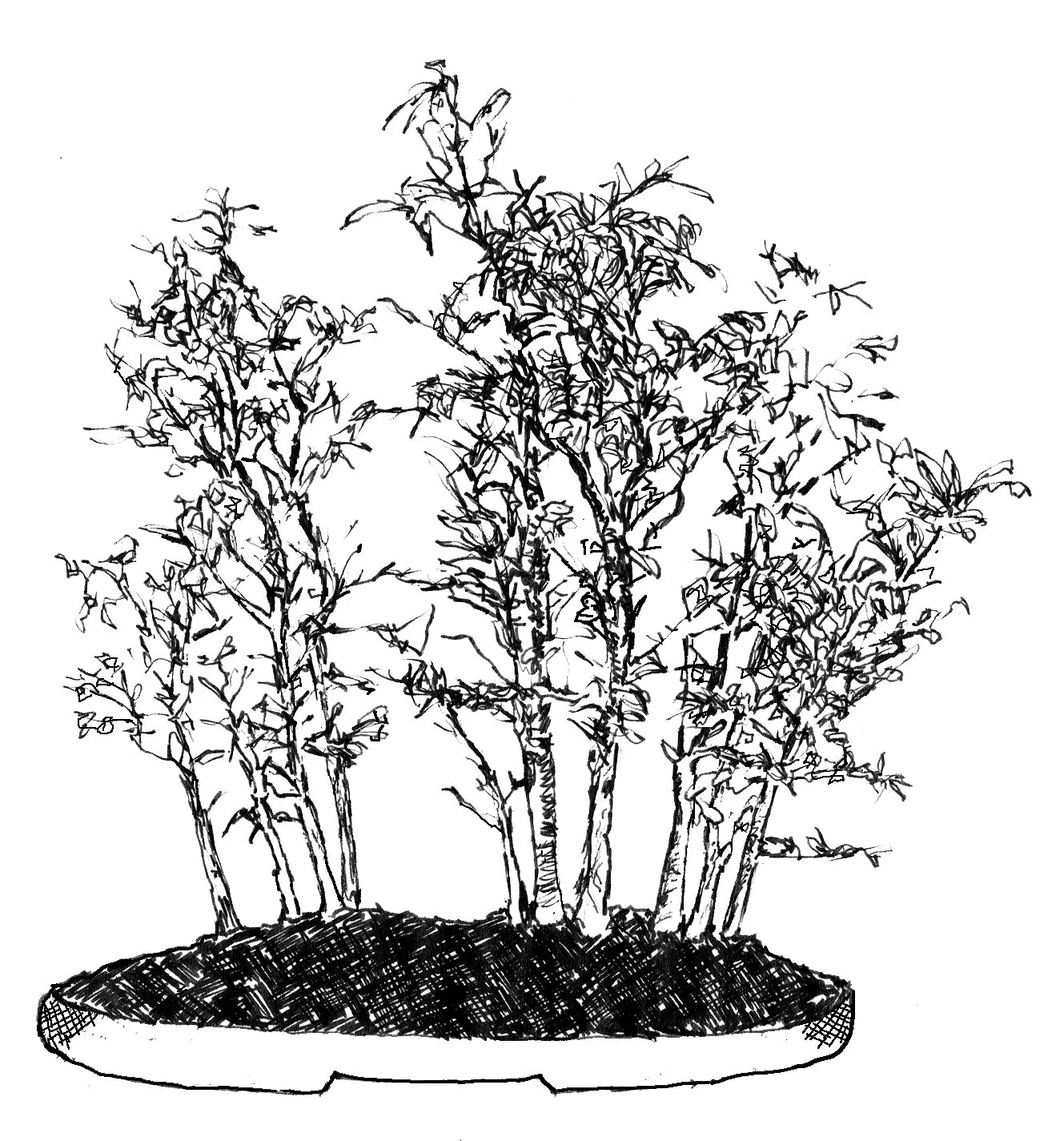 Bonsai Facts — The Pennsylvania Bonsai Society