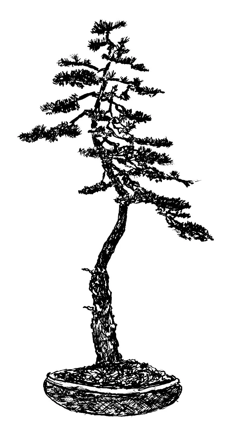 Bonsai Facts — The Pennsylvania Bonsai Society