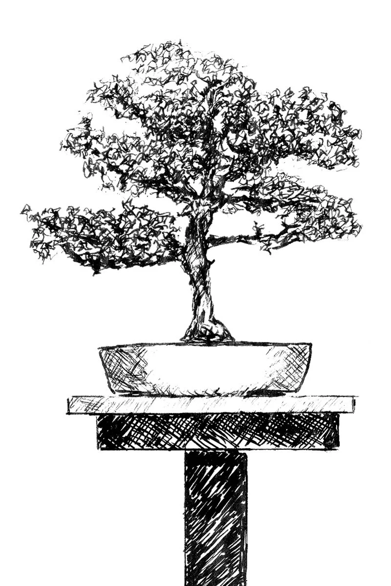 Bonsai Facts — The Pennsylvania Bonsai Society
