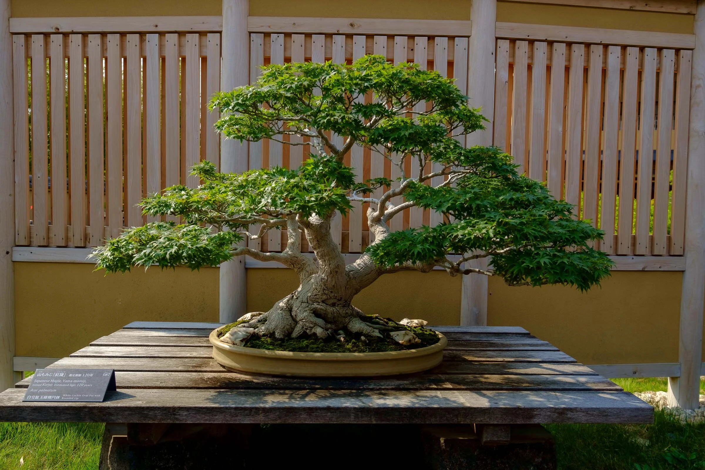 Bonsai in Japan — The Pennsylvania Bonsai Society