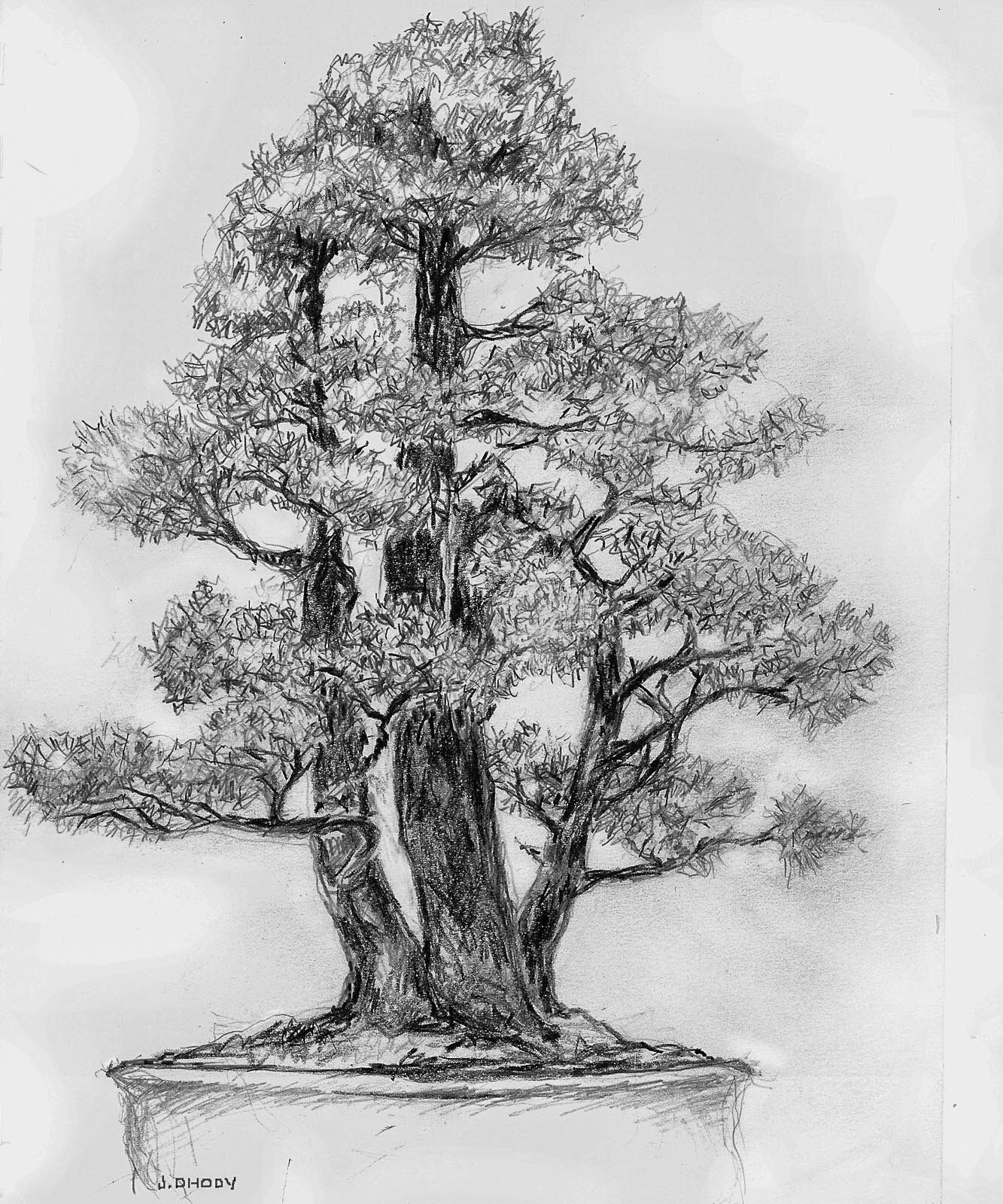 Bonsai Drawings — The Pennsylvania Bonsai Society