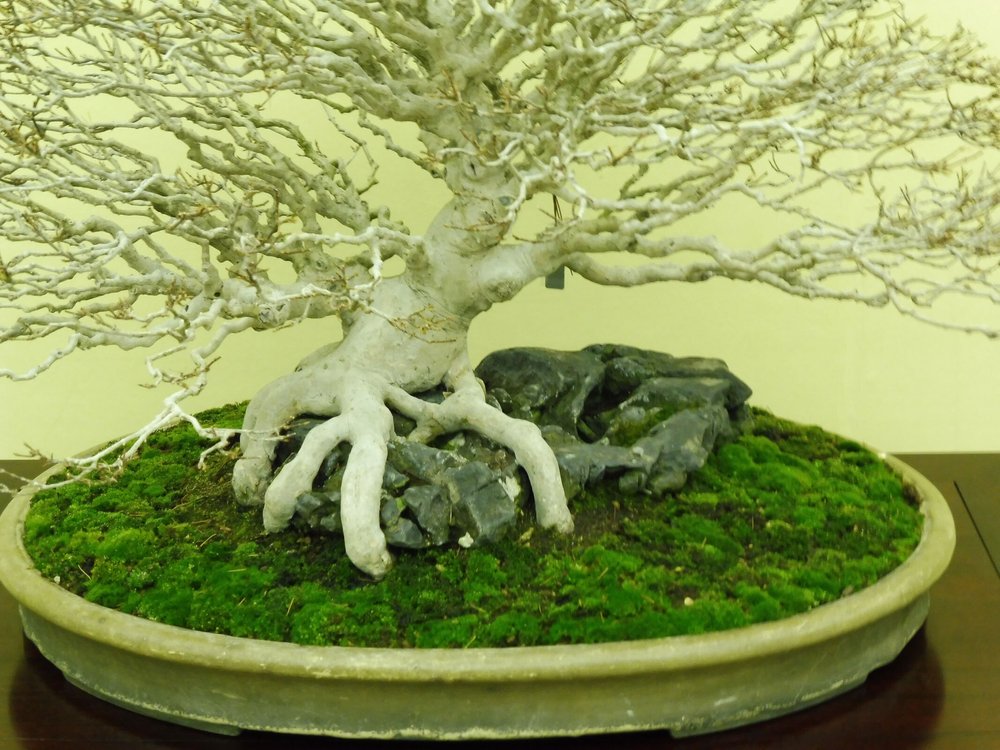 Sharee Solow Visits Taikan-Ten — The Pennsylvania Bonsai Society
