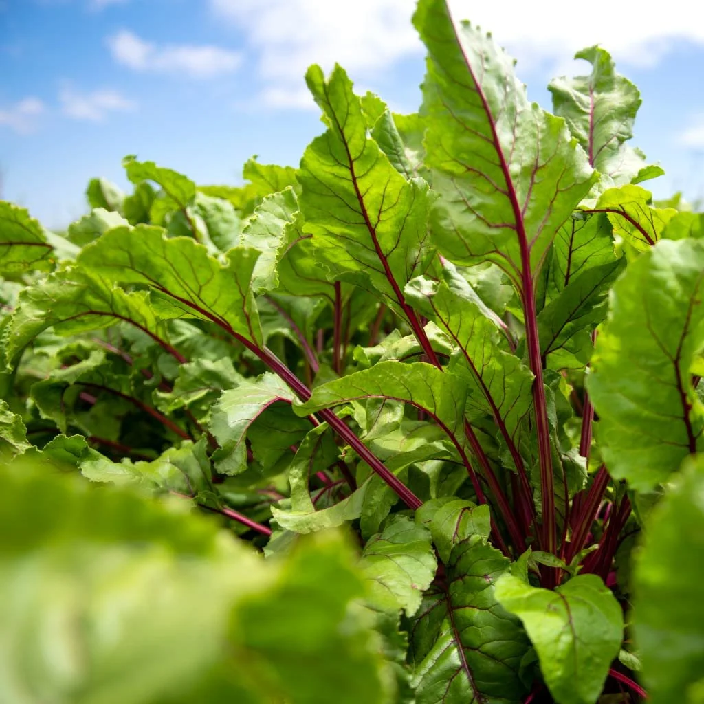 Our ingredients — Spinaca Farms