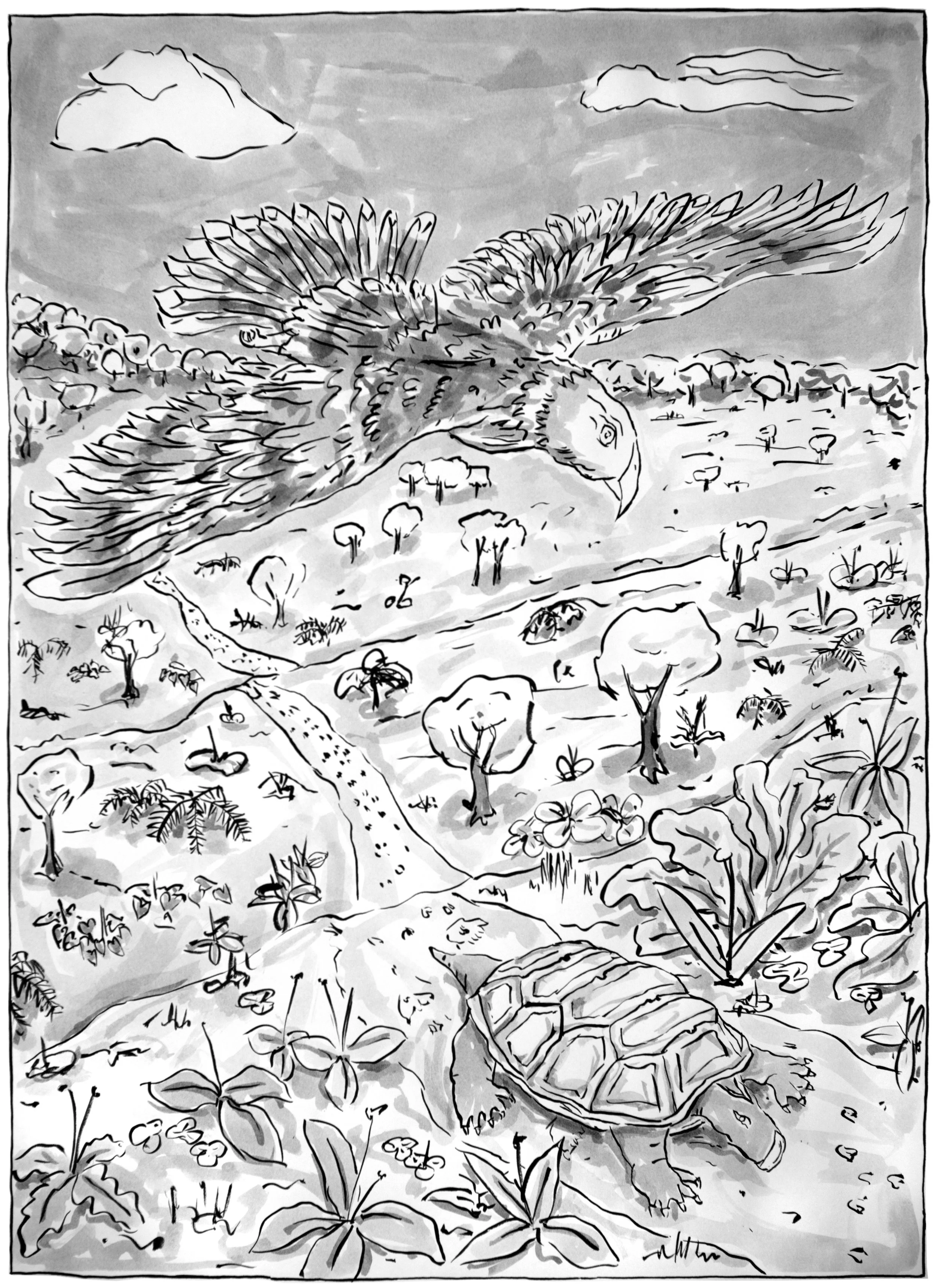 Turtle and Hawk — Stories in Pictures and Words