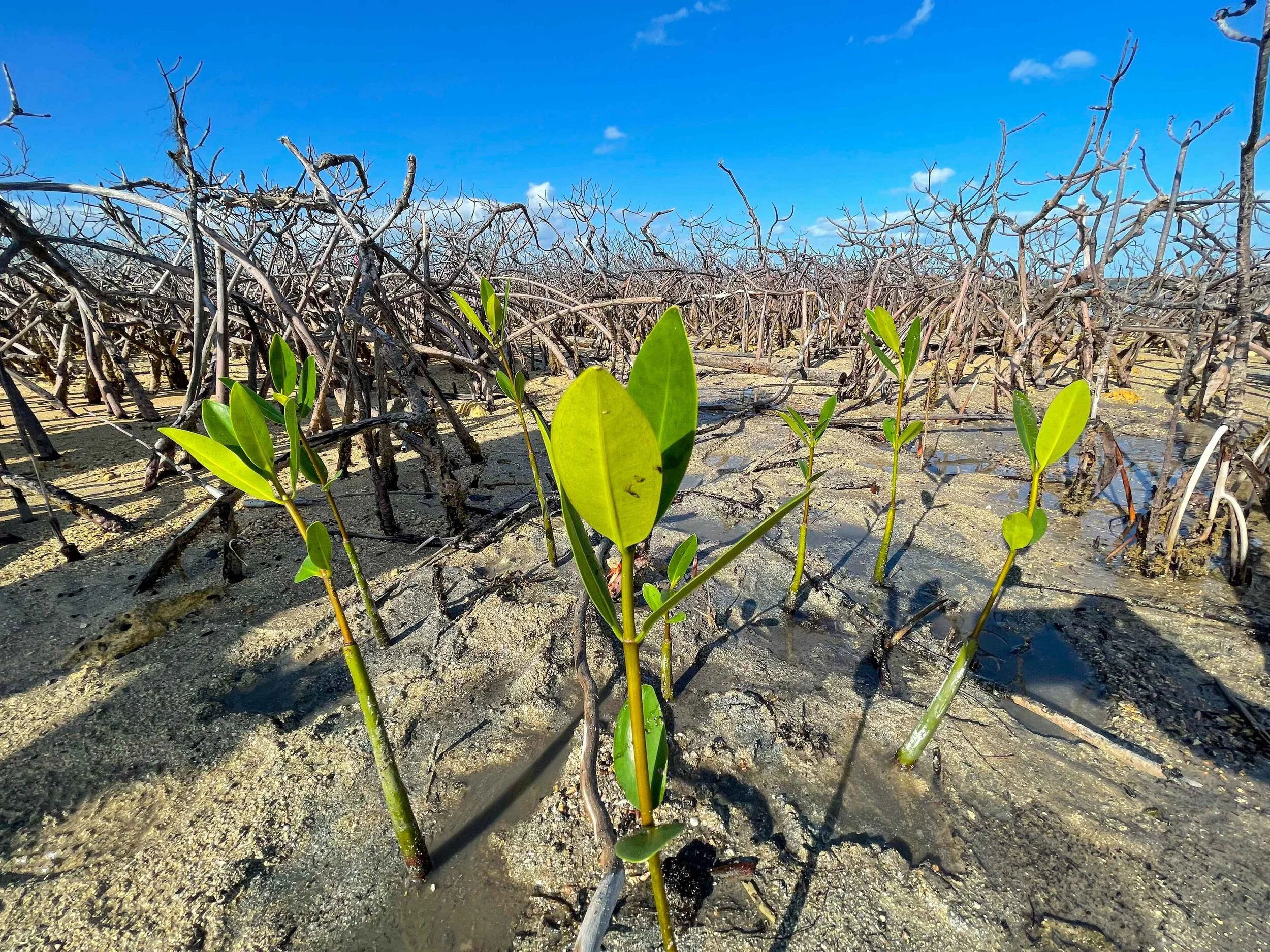 MASSIVE MANGROVE RESTORATION IN BAHAMAS — AFFTA Fisheries Fund