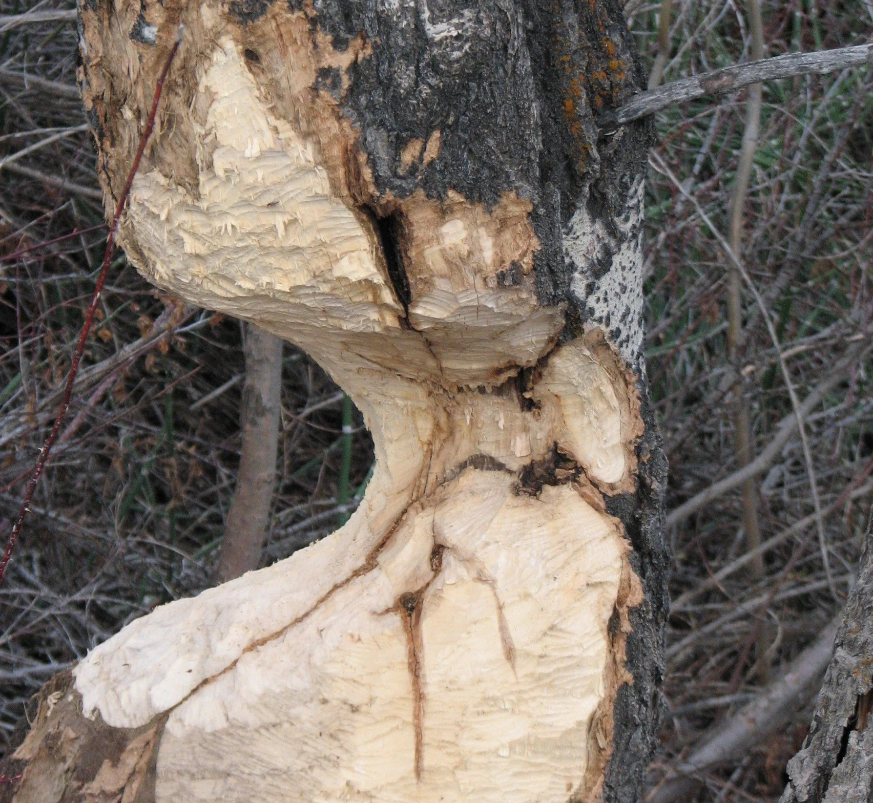 Discovery of a new beaver benefit is a happy accident — AFFTA Fisheries ...