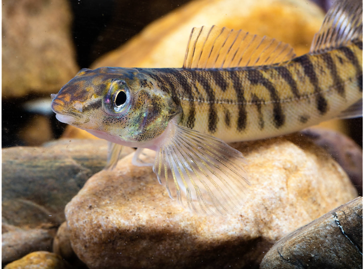 Snuffbox and Logperch — AFFTA Fisheries Fund