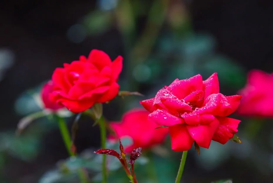 Find Stunning Rose Varieties in Lakeville, NY | Alandscape and Design