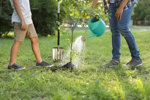 Tree Watering: Techniques, Tips, and Best Practices | Alandscape and Design