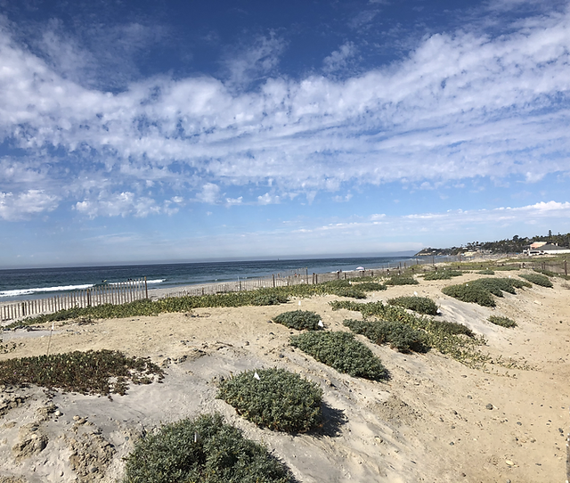 Nature-Based Coastal Erosion Control Options — Save Our Sand