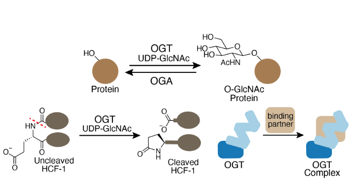 OGT — Walker Lab