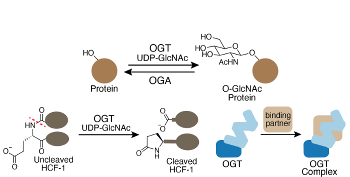 OGT — Walker Lab