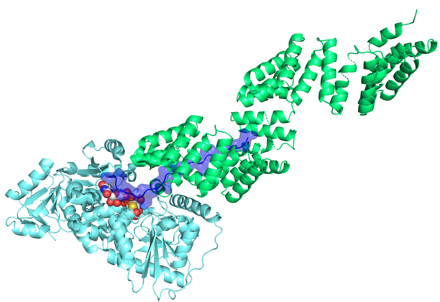 OGT — Walker Lab