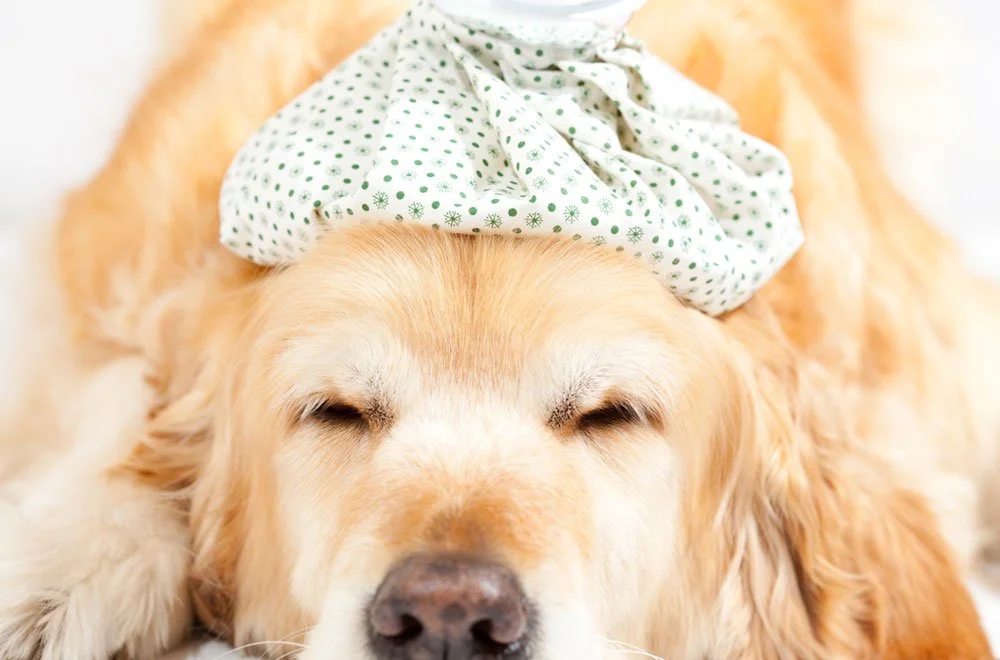 Understanding Heat Stroke in Dogs: Signs, Prevention and First Aid ...