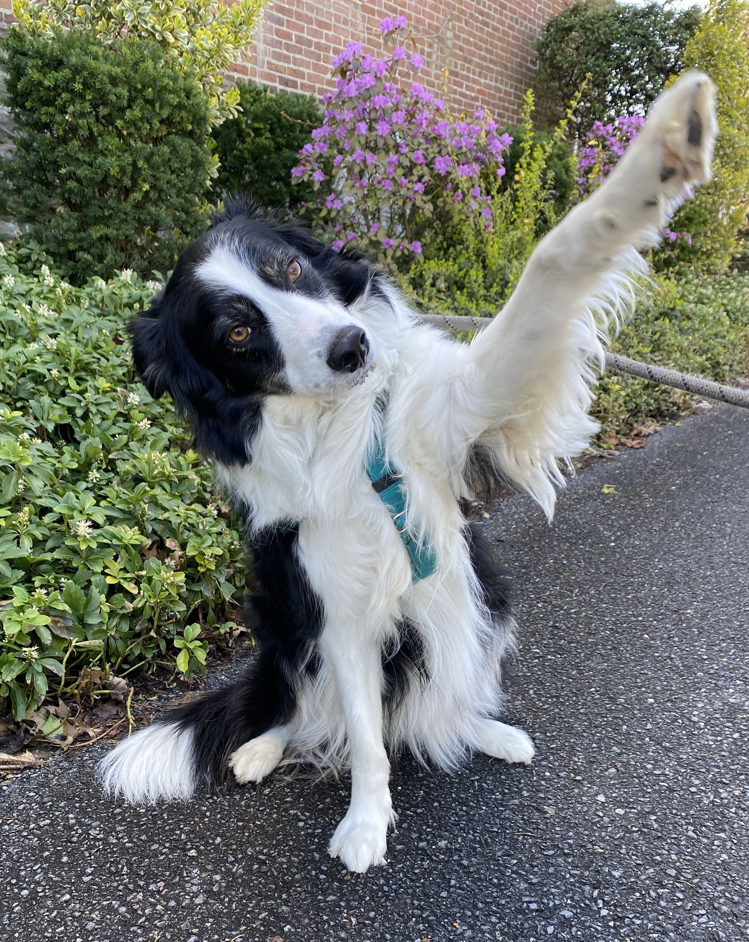 Going Mutts Pet Services, LLC