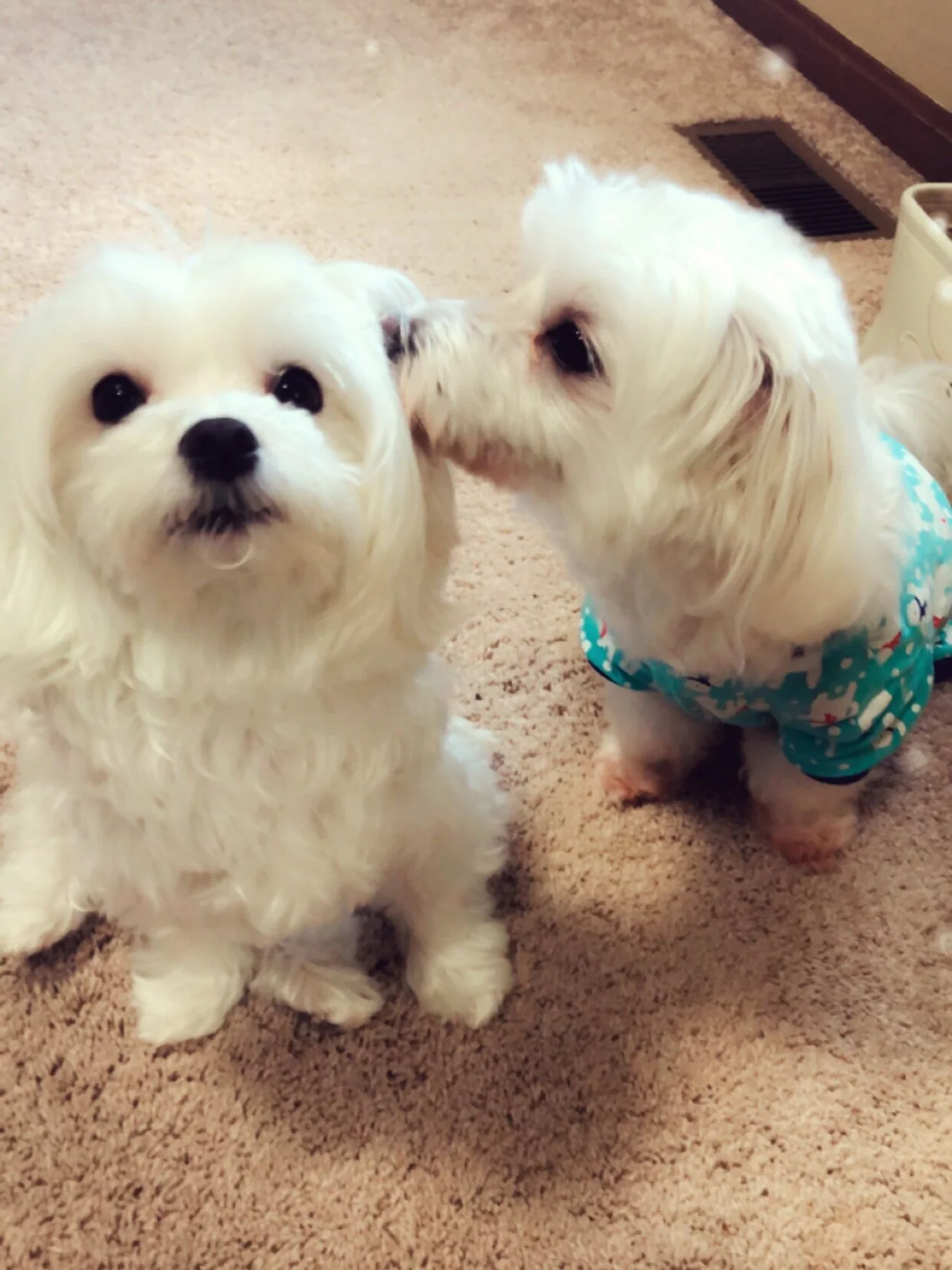 Going Mutts Pet Services, LLC