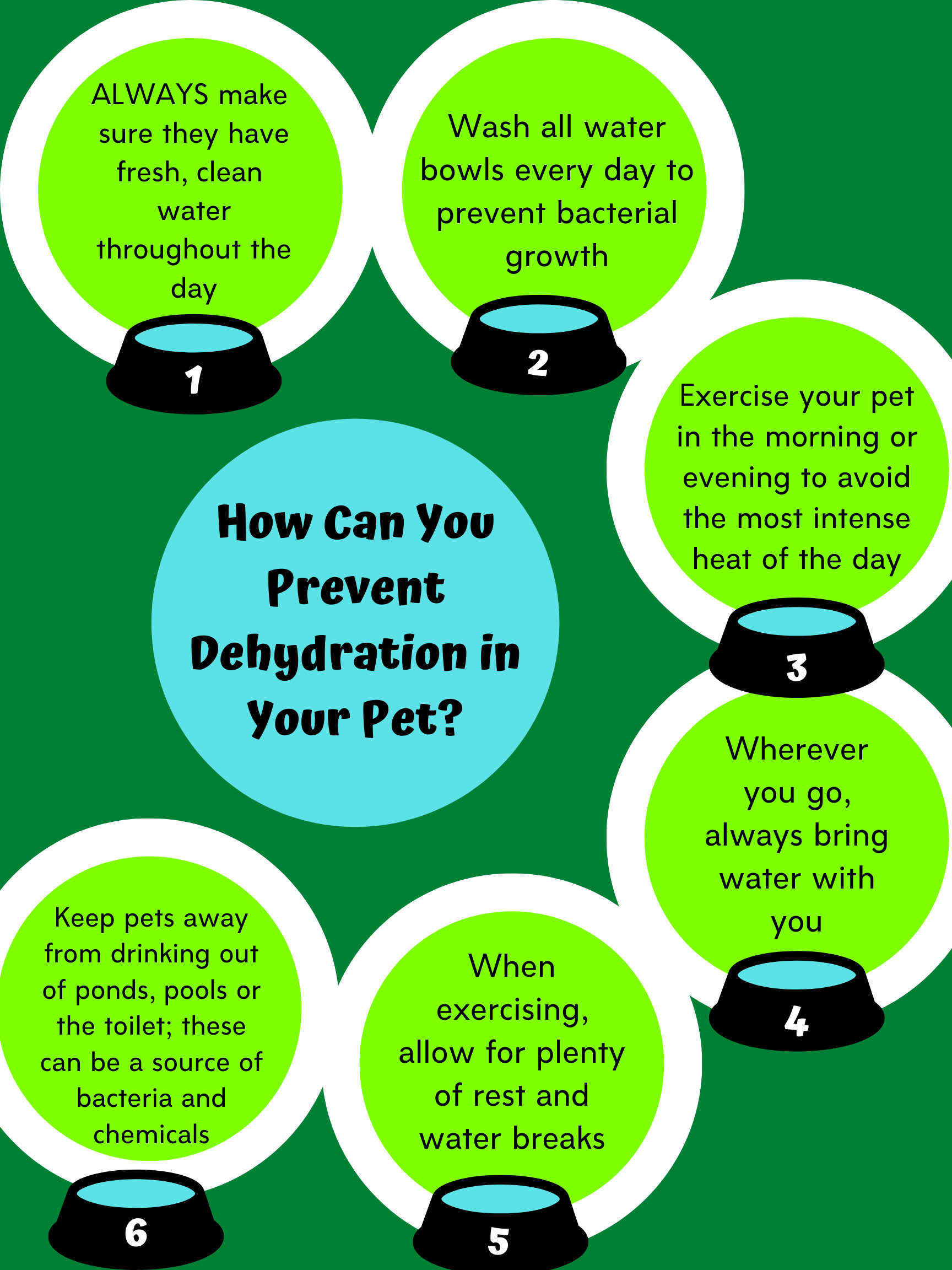 How Do I Stop My Puppy From Being Dehydrated