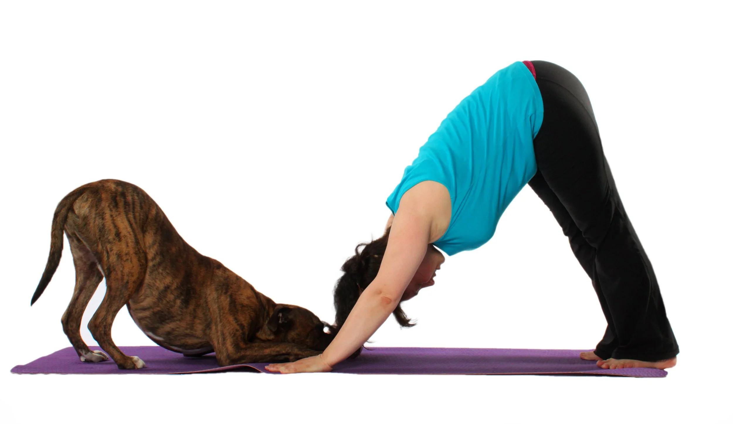 Doga: What Can Dog Yoga Do For You? — Going Mutts Pet Services, LLC