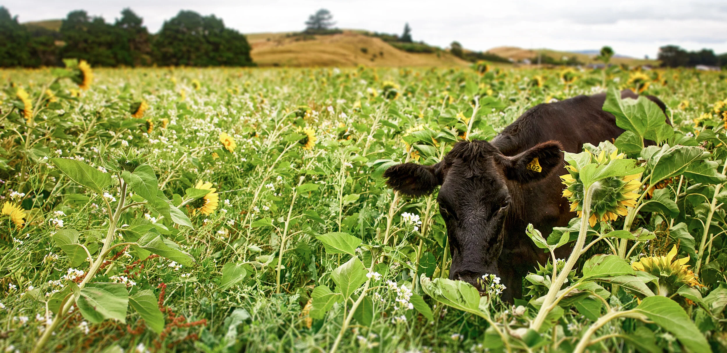 Calm The Farm - The future of farming is bright