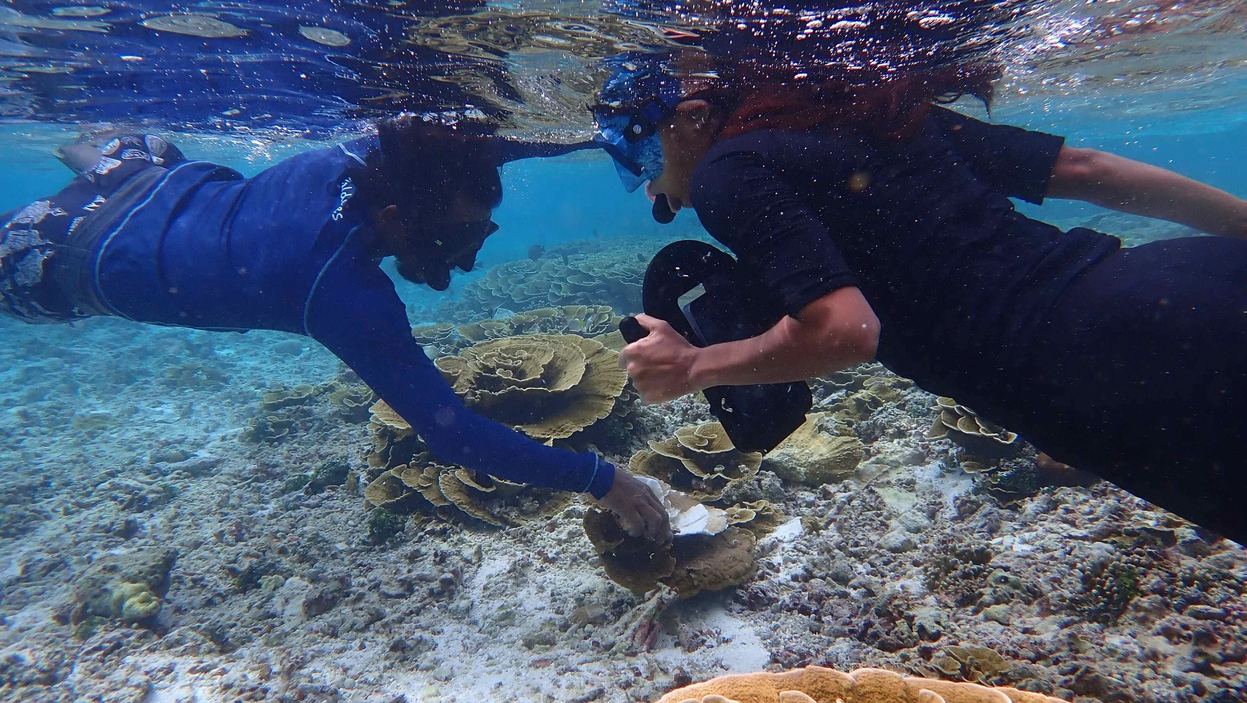 Restoration of K. Himmafushi Reef — Maldives Coral Institute