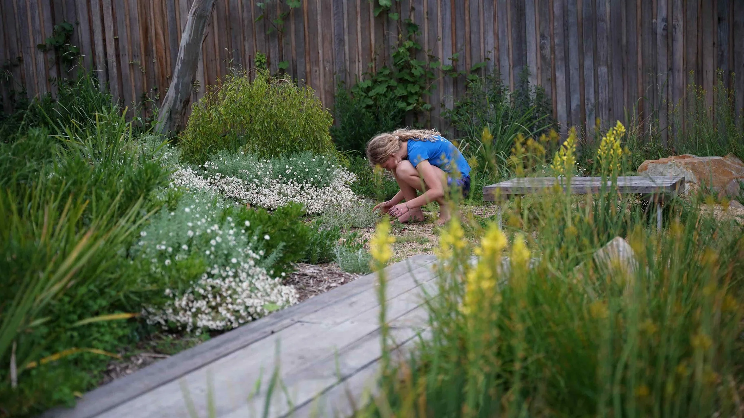 Native Australian Garden & Boardwalk in Forrest | Thor's Hammer