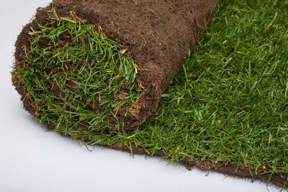 Rolawn Medallion Lawn Turf 1m2 Roll Square Yards) | atelier-yuwa.ciao.jp