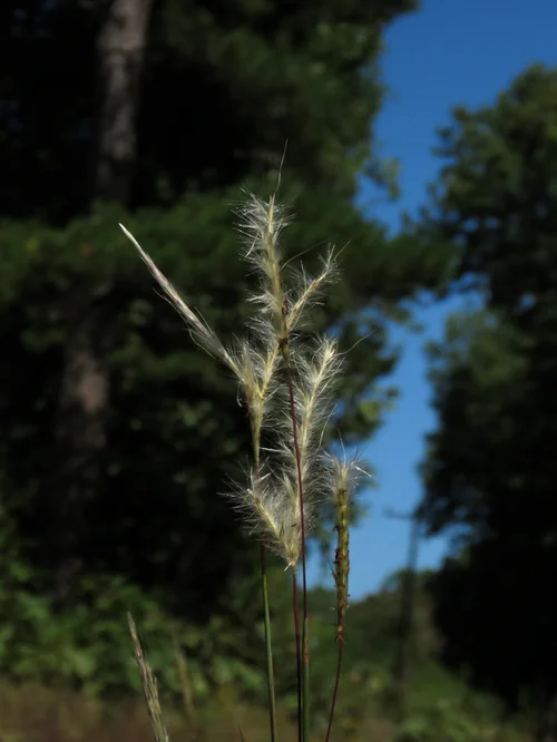 Splitbeard Bluestem — Little Bluestem