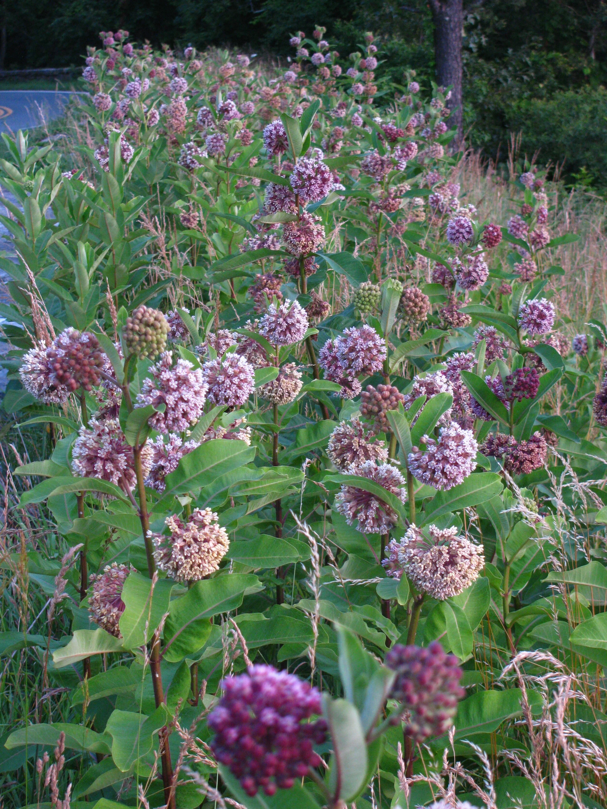 Common Milkweed — Little Bluestem