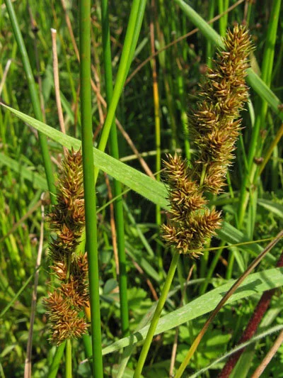 Fox Sedge — Little Bluestem