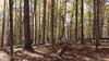 About Oak Hickory Forests — Little Bluestem