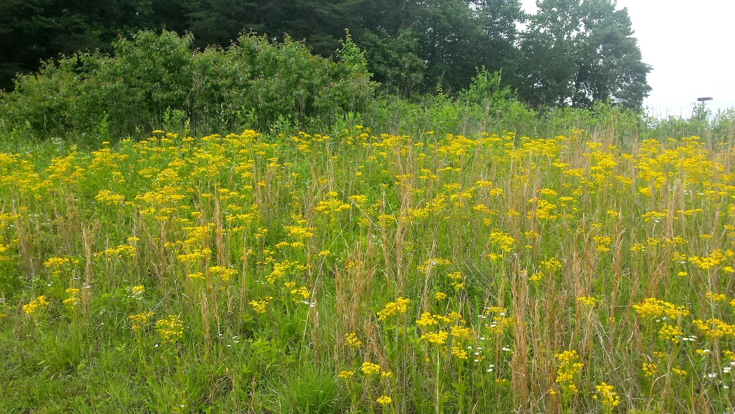 About Piedmont Prairies — Little Bluestem