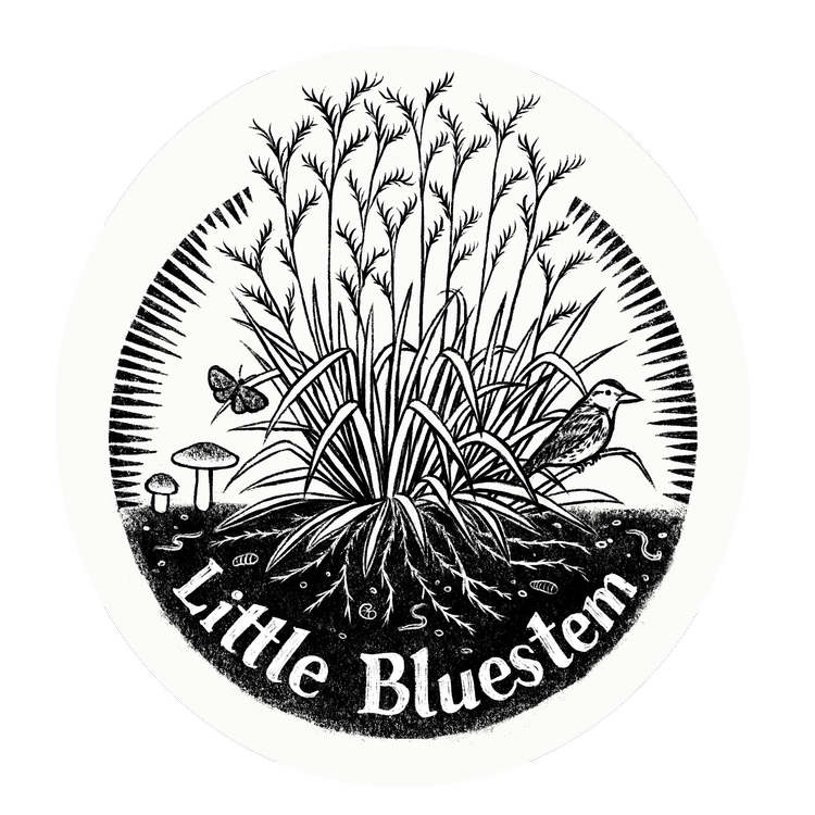 Little Bluestem