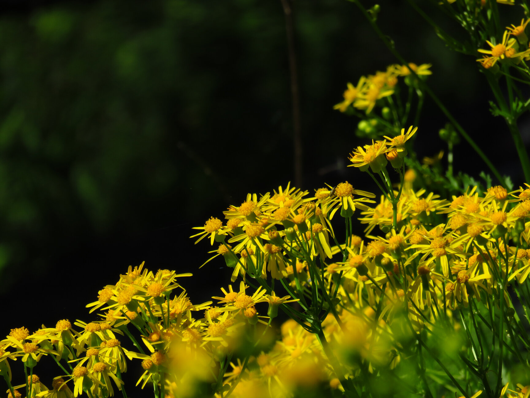 Species Information — Little Bluestem