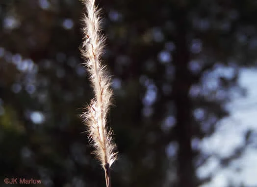 Species Information — Little Bluestem