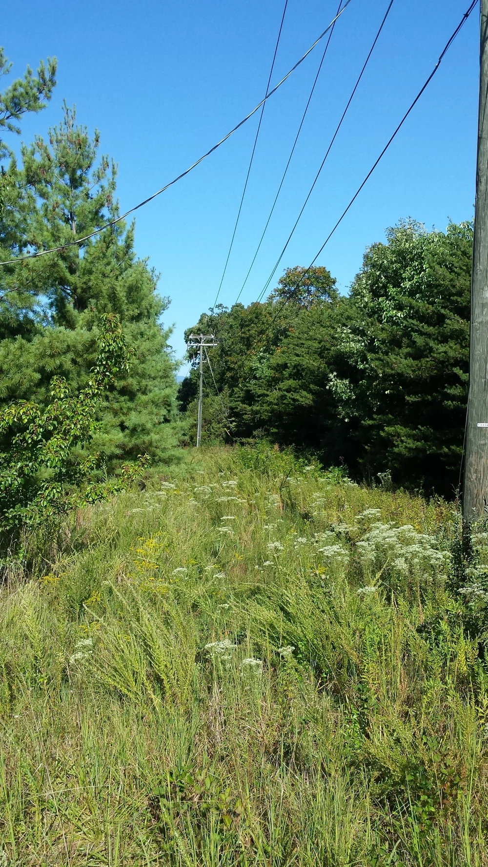 Piedmont Prairie — Little Bluestem