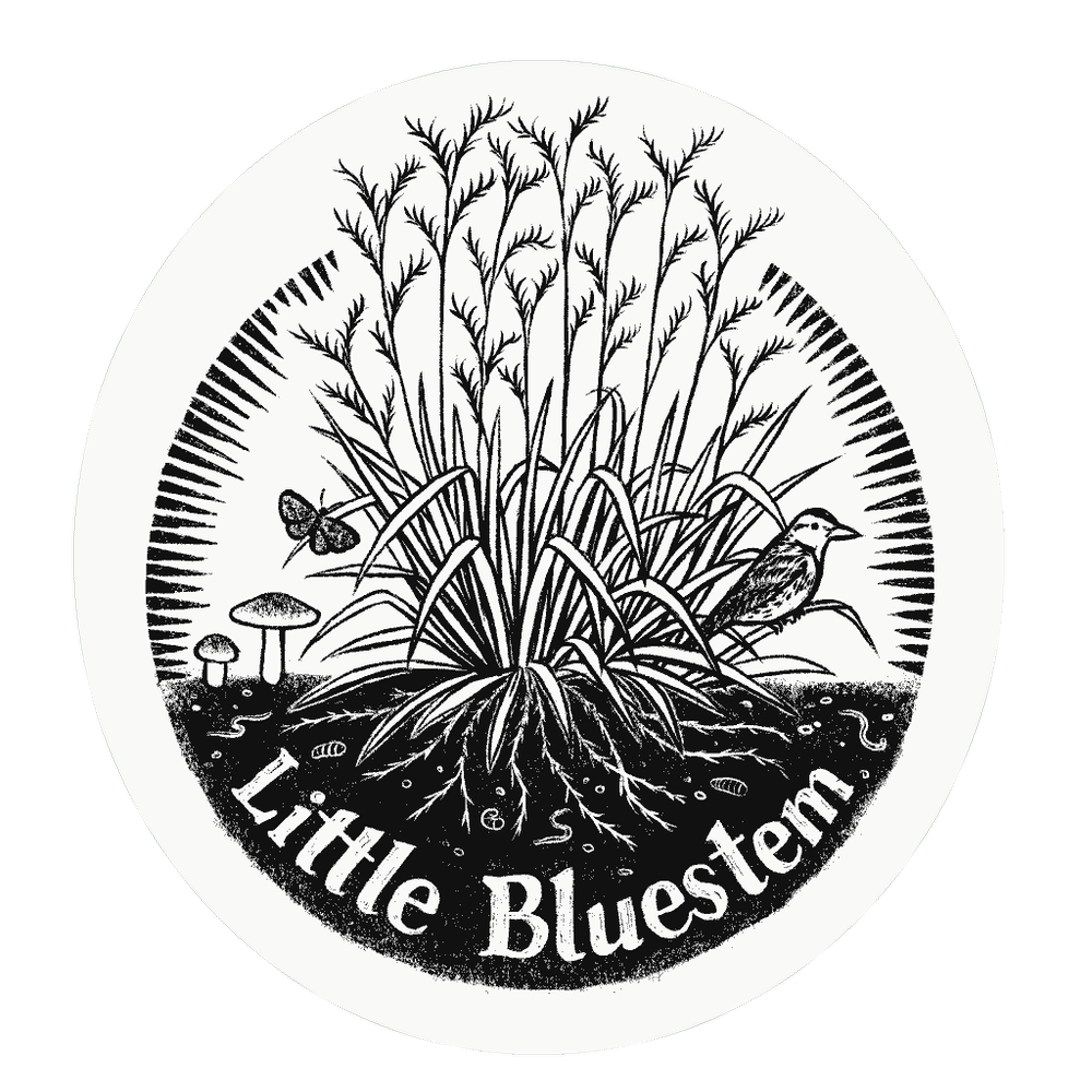 Little Bluestem — Little Bluestem