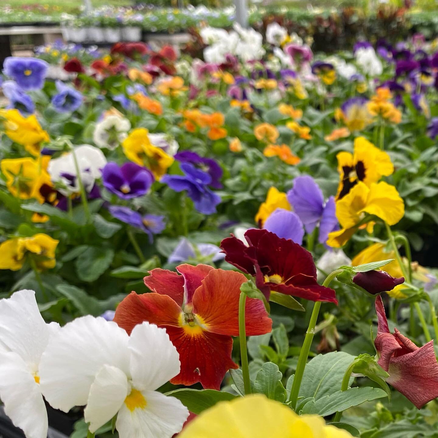 Harwell's Green Thumb Nursery