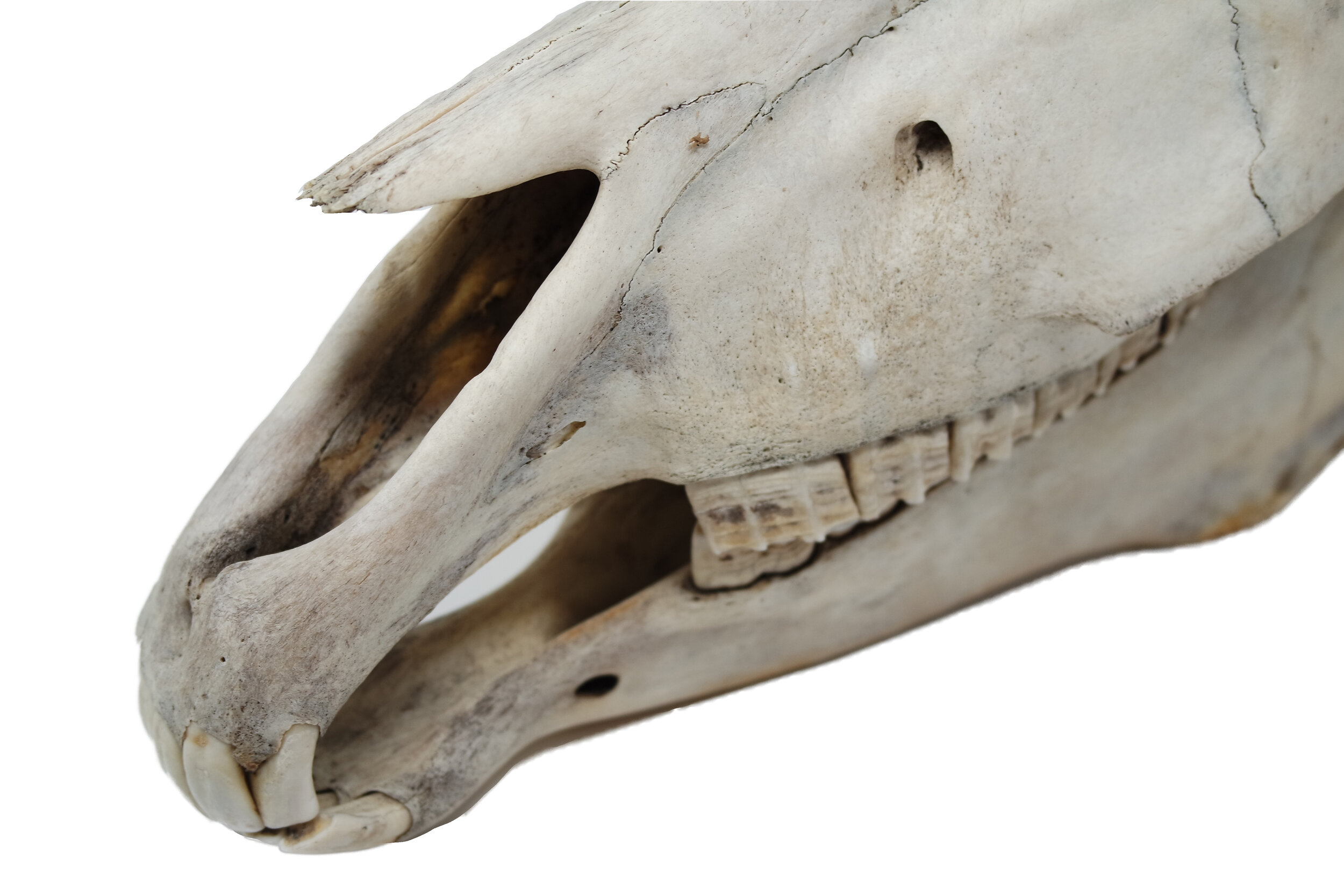 Horse Skull Side