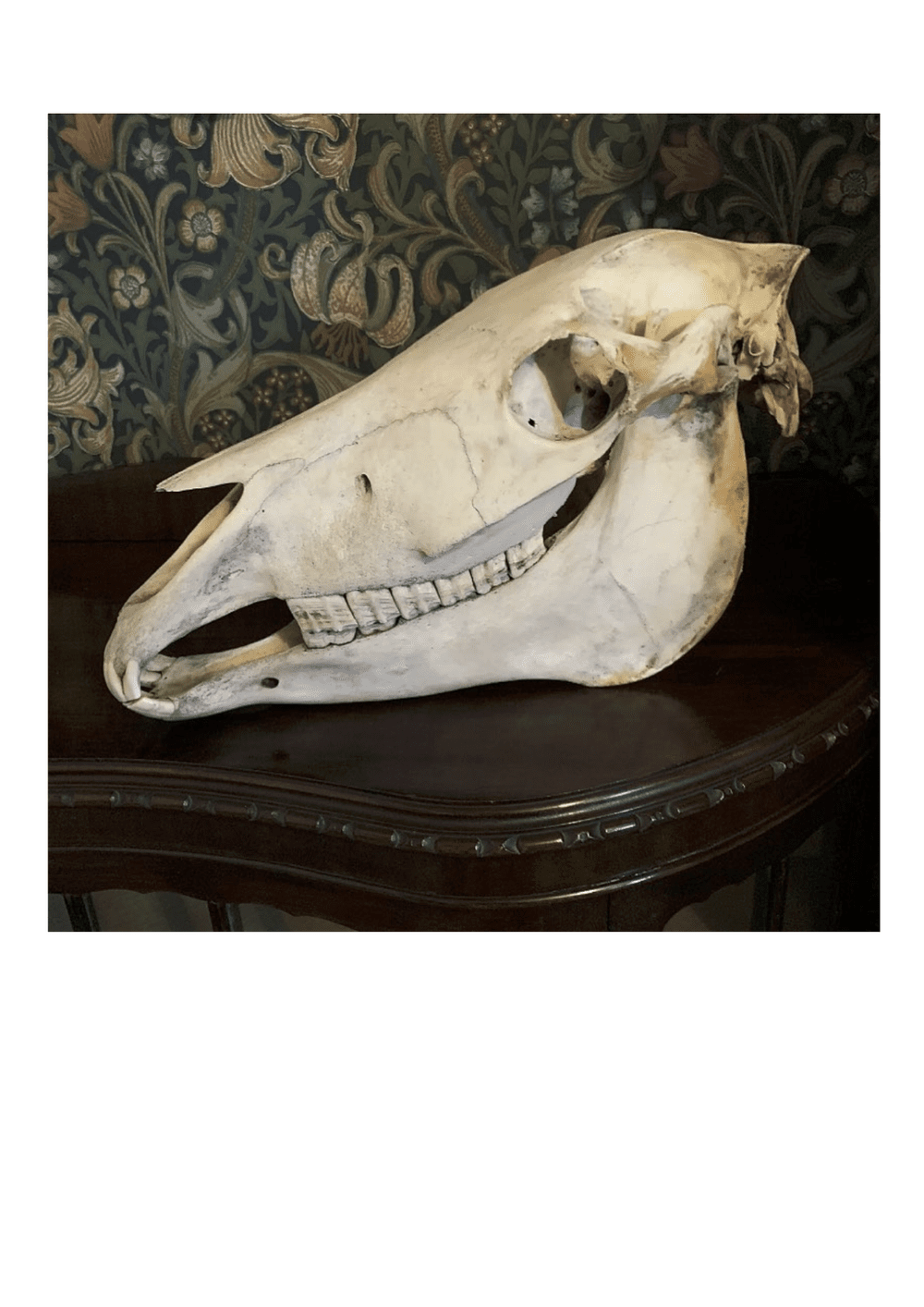 Horse Skull Front View