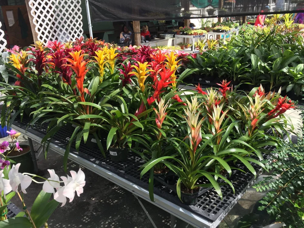 Key West - Horticulture — Marc House
