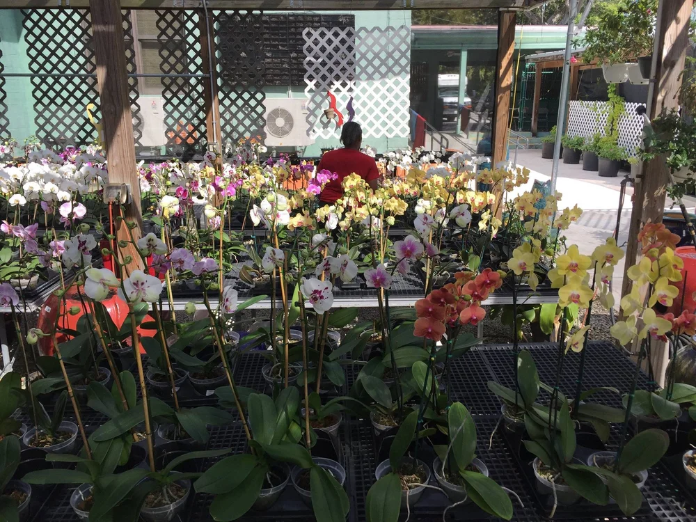 Key West - Horticulture — Marc House