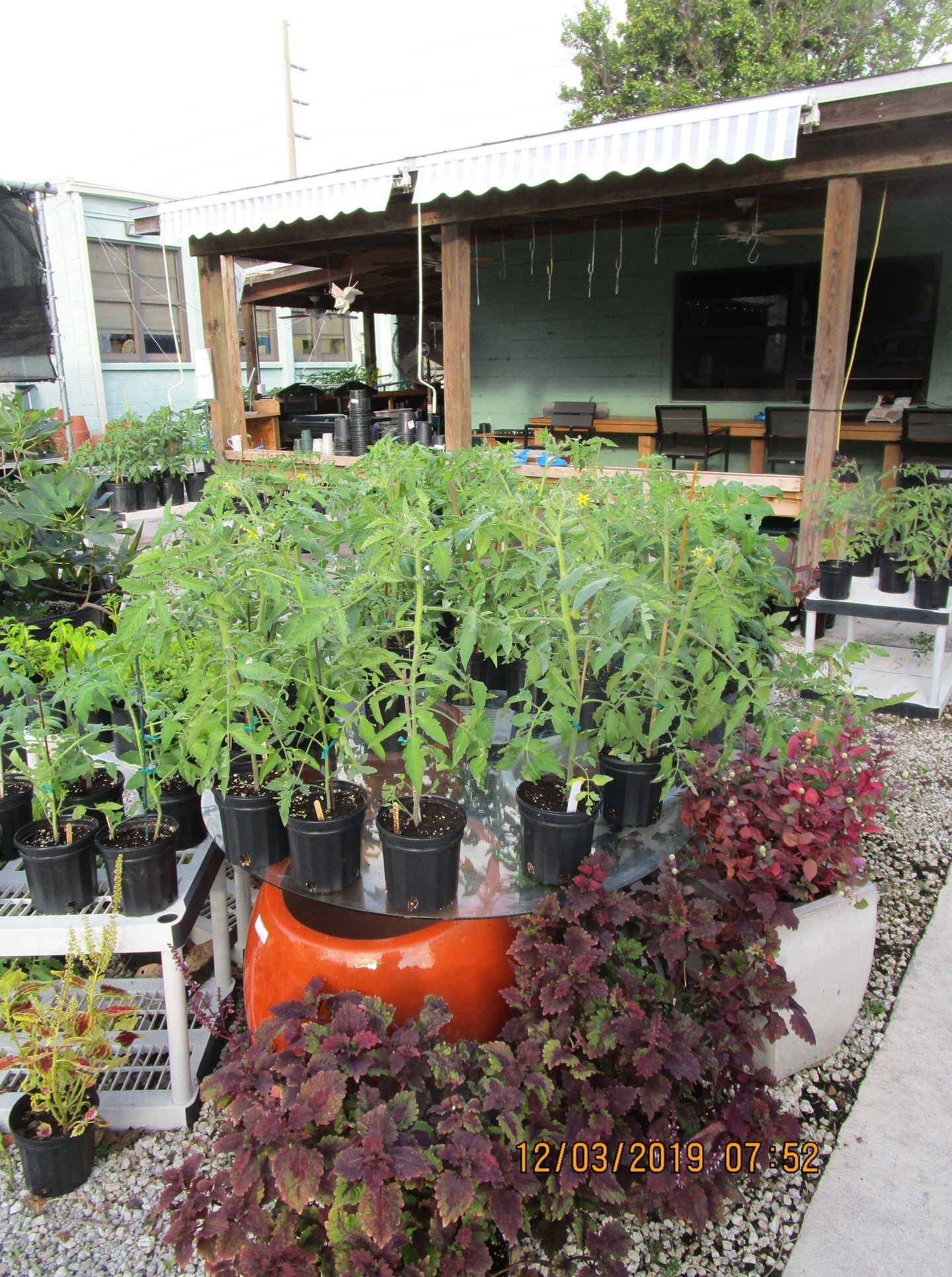 Key West - Horticulture — Marc House