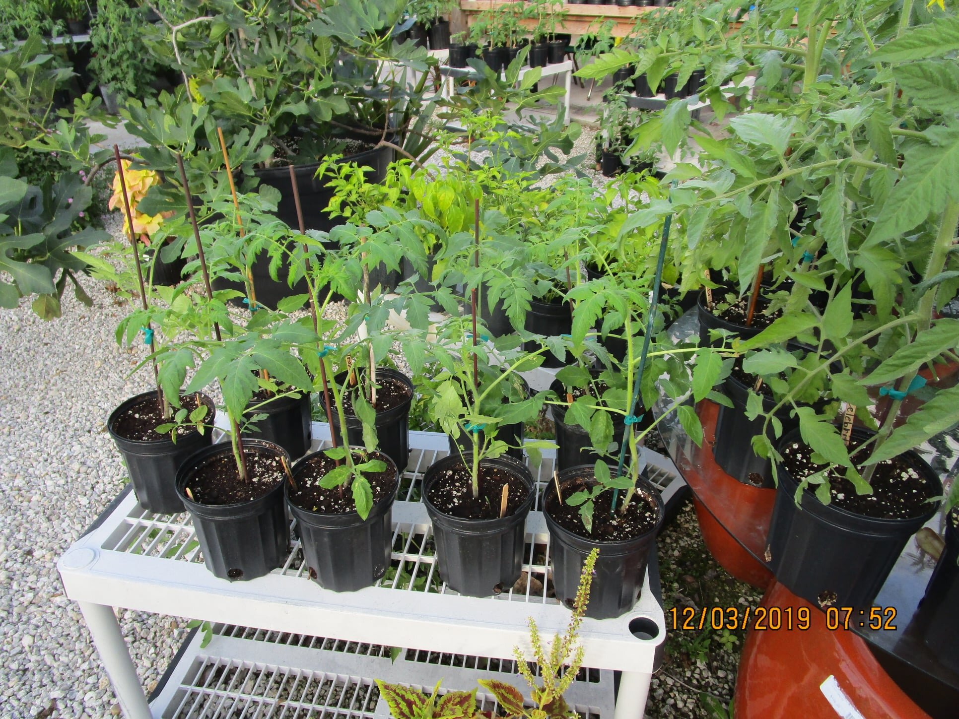 Key West - Horticulture — Marc House