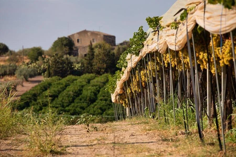 Italy Wine Regions and Wines: A Beginners Guide for Foodies — Italy Foodies