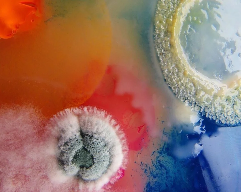 Art and Biology: A Match Made on Earth — MADE IN BED Magazine